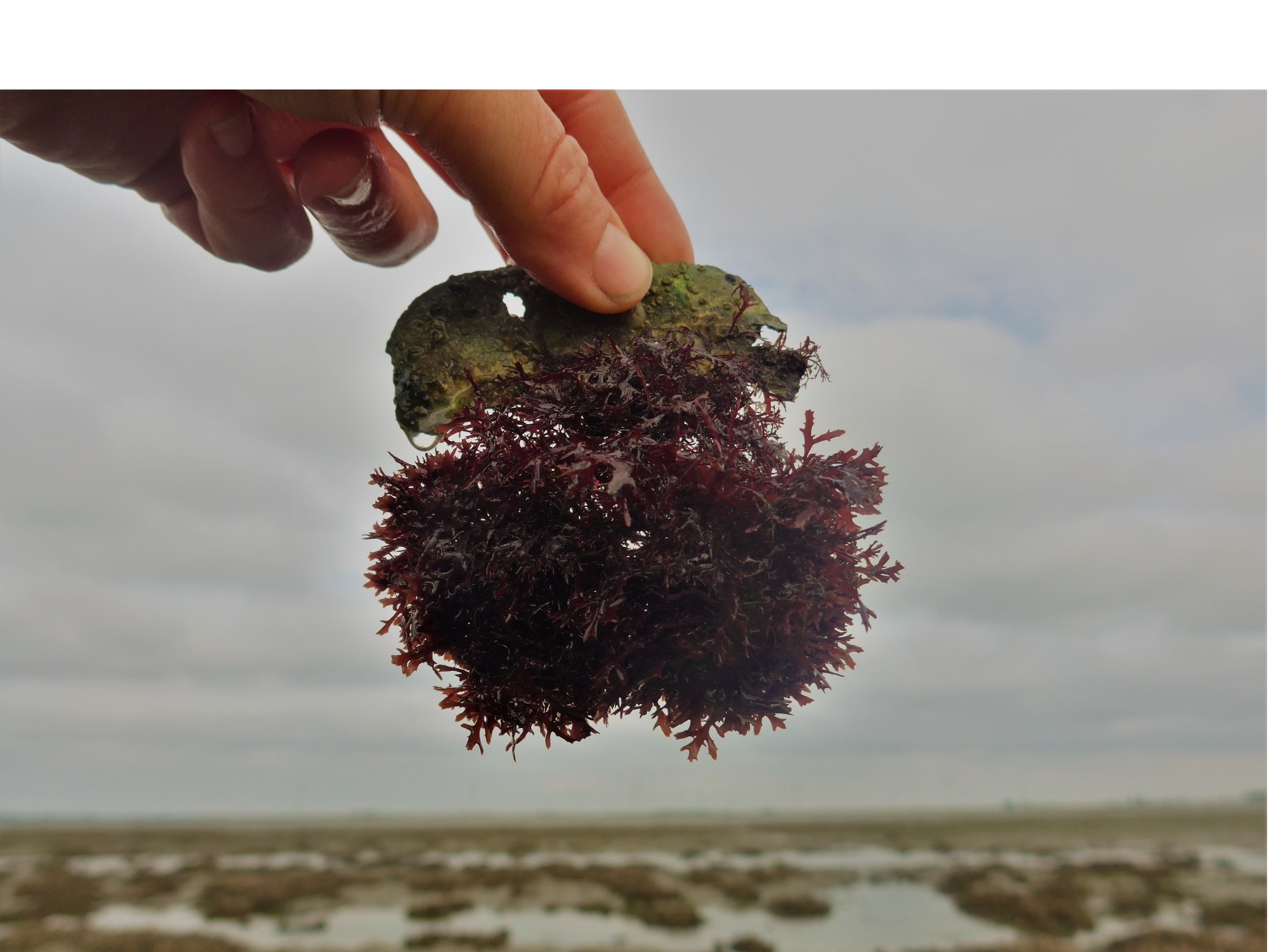 Zilt en Wild - Over Zilt en Wild